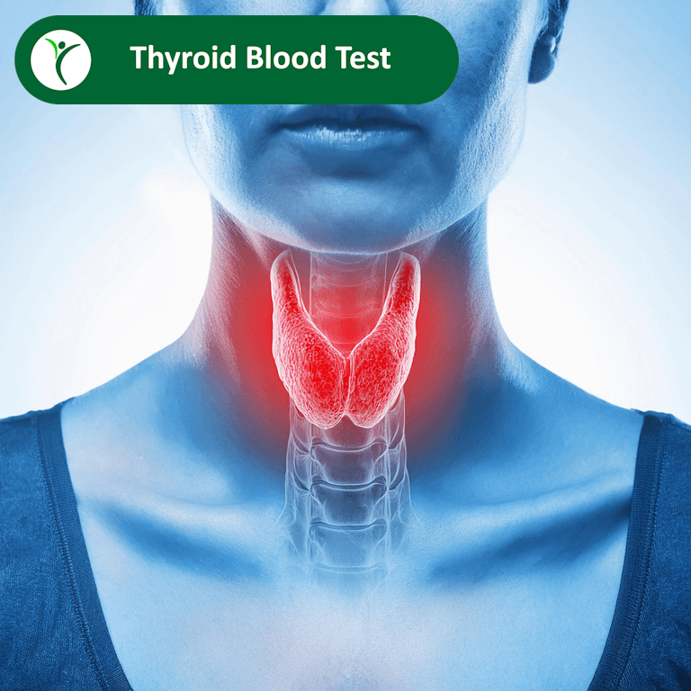 Thyroid Blood Test | Full Thyroid Panel with Antibodies – AIS Health Check